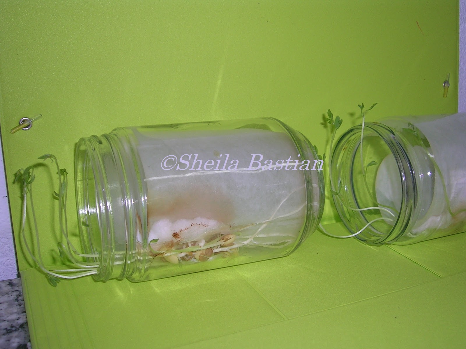 Science Magazine: PLANT MOVEMENTS - TROPISM