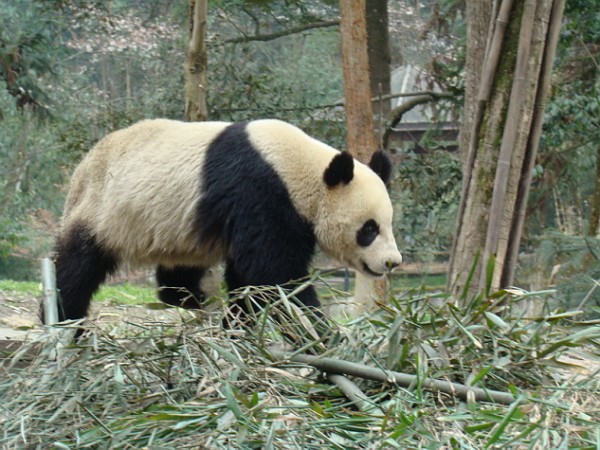Imagenes oso panda - Imagui