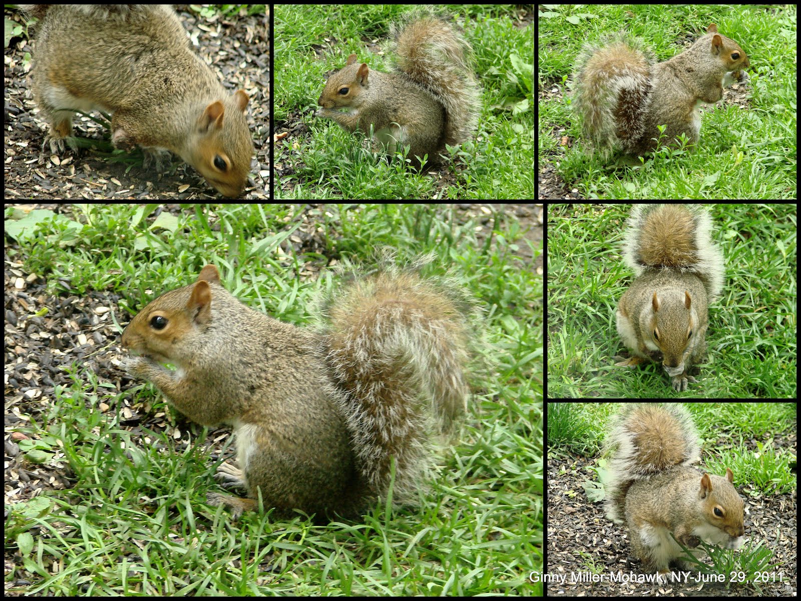 Photography By Ginny: June 28th-29th-2011-Woody-Granny-Legless Squirrel ...