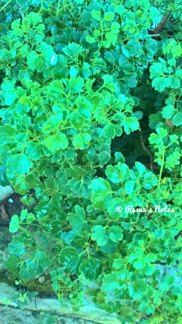 Resna Notes: TANAMAN PAGAR YANG BISA DIJADIKAN LALAPAN MATANG