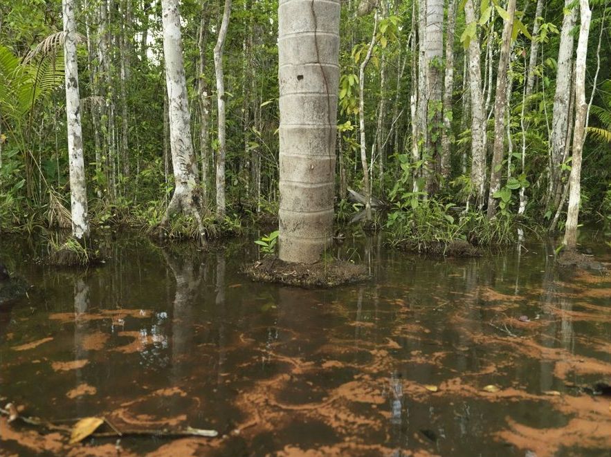 Geographically!: Theme 2 - Brazil - The Miracle of the Cerrado