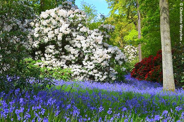 Brilliant blooms at Bowood House in Wiltshire - A Capability Brown ...