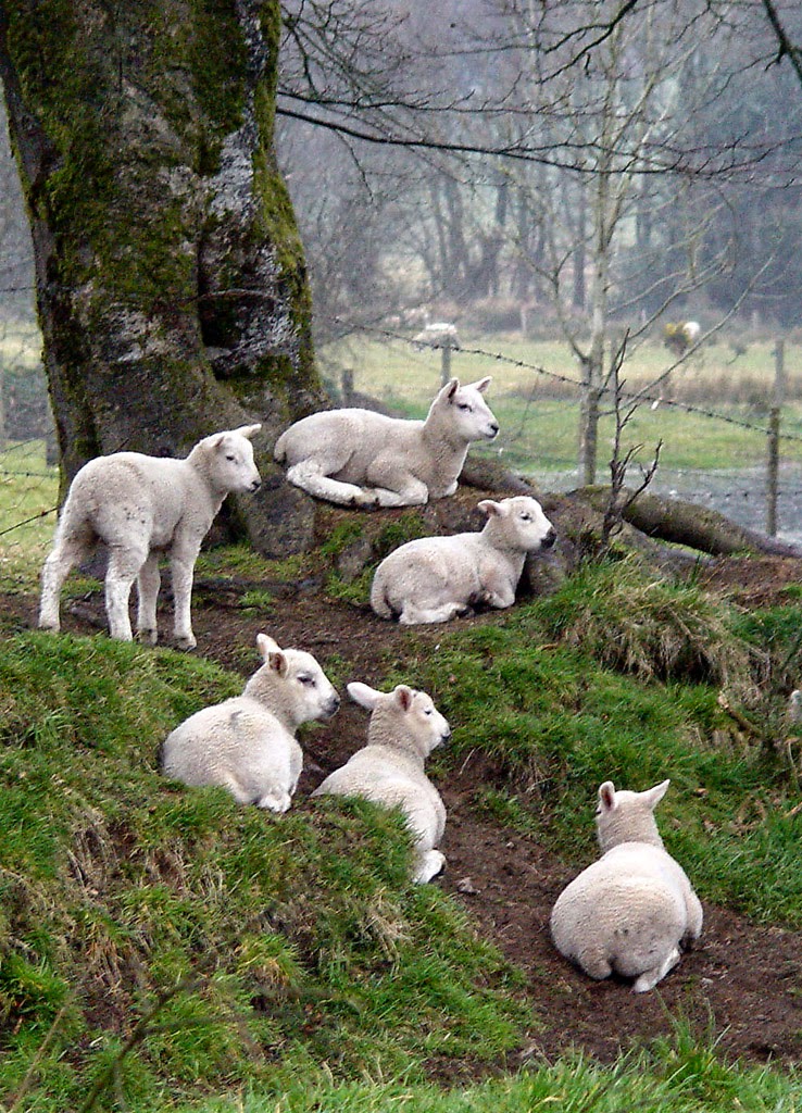 A Tonk's Tail... err, Tale...: Thursday Trivia: Two Shakes of a Lamb's Tail