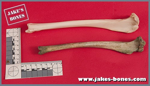 Strange bones: the broken roe deer tibia : Jake's Bones
