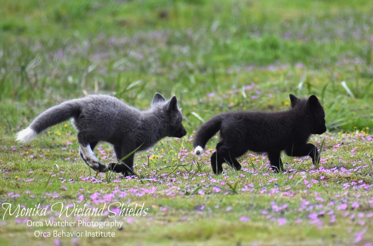 Orca Watcher: The Best of Spring in the San Juans Part 1: Fox Kits