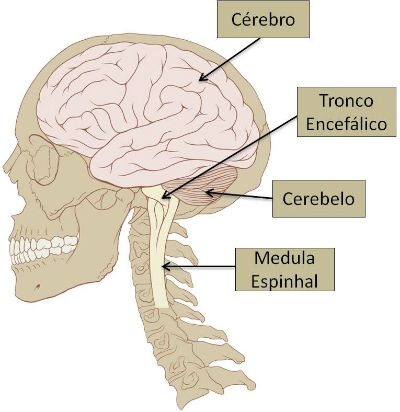 Plantando Ciência: Introdução à neuroanatomia: Medula Espinhal