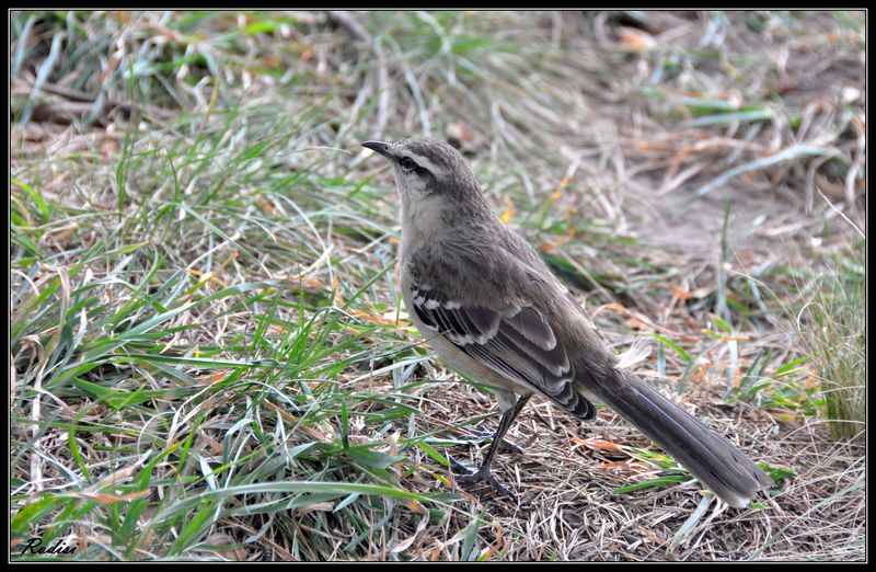 . R O D I S I .: Calandria