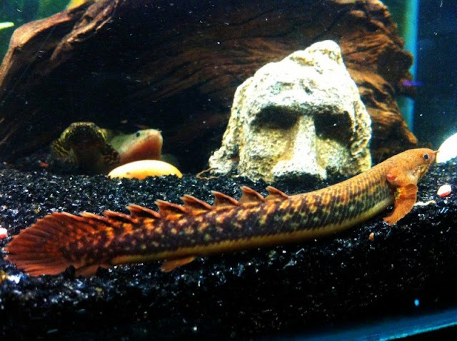 Ikan Palmas - 16 Jenis Ikan Palmas Beserta Harga dan Cara Merawatnya ...