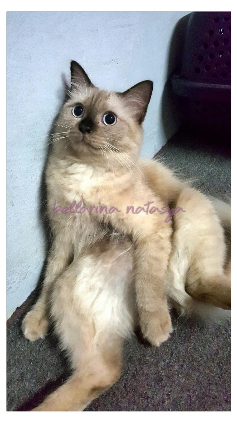 Kenali Kucing Anda : Cat Language