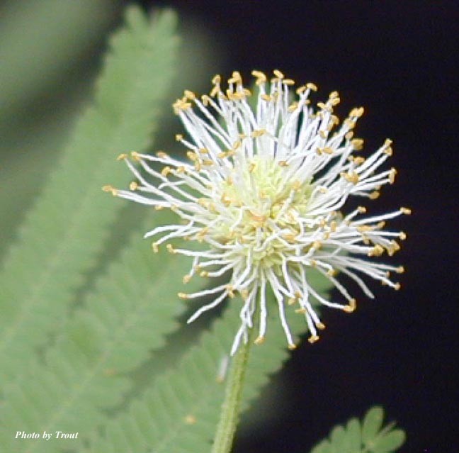 Bundleflower is Desmanthus illinoensis, Wood Rose, Prickleweed, False ...