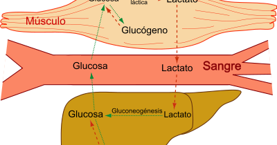 ISFA BLOG: ¿QUE ES EL LACTATO?