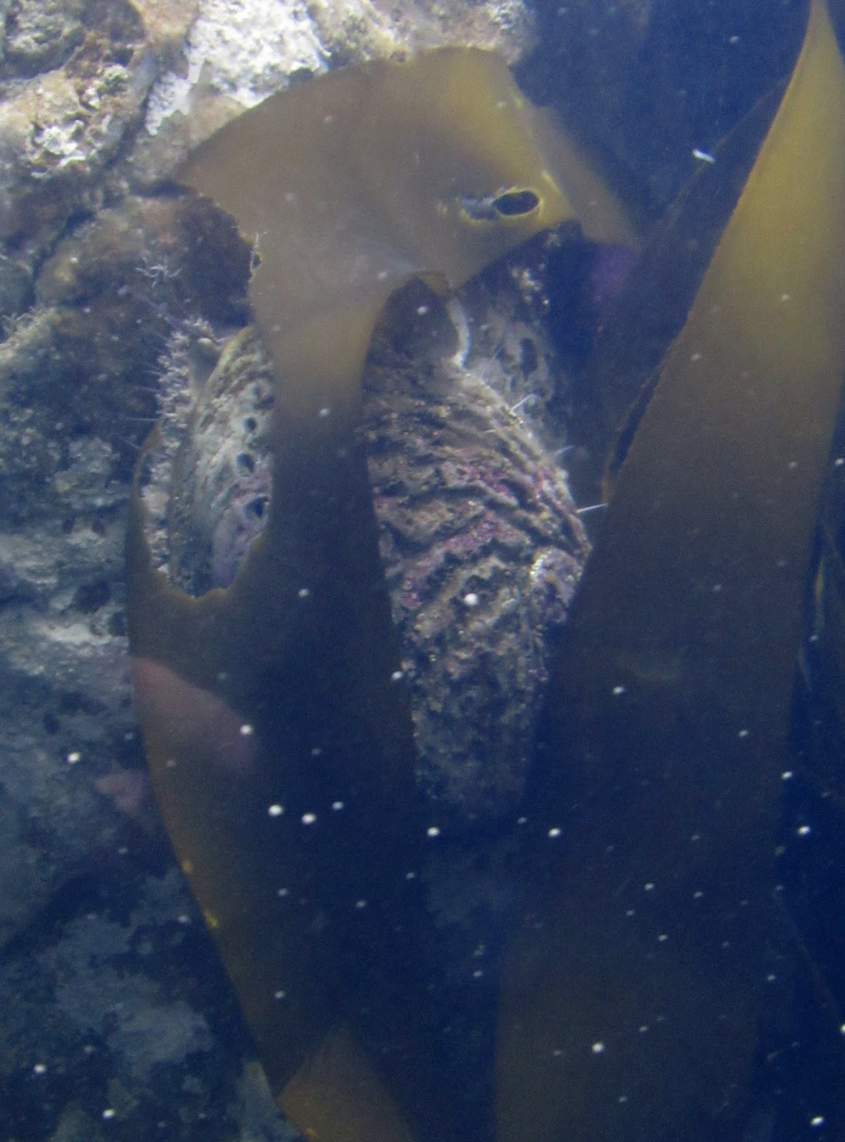 Footsteps To Good Hope