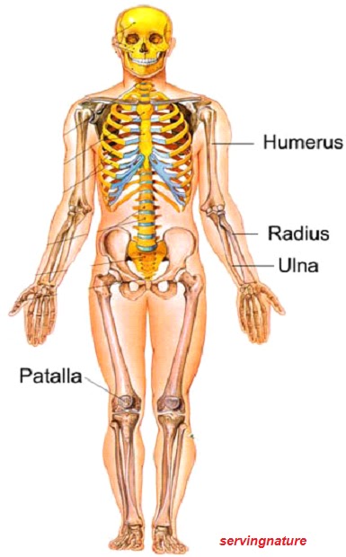 Human Skeleton Bone Diagram human-skeleton-bone-diagram