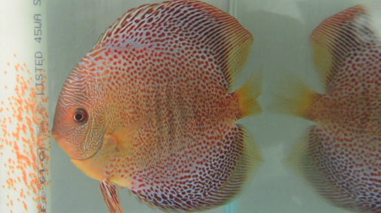 100 Discus Classification according to color and line | king fish