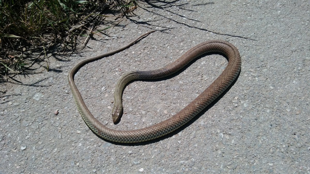 La Natura a la Baixa Tordera: Serp verda (Malpolon monspessulanus ...