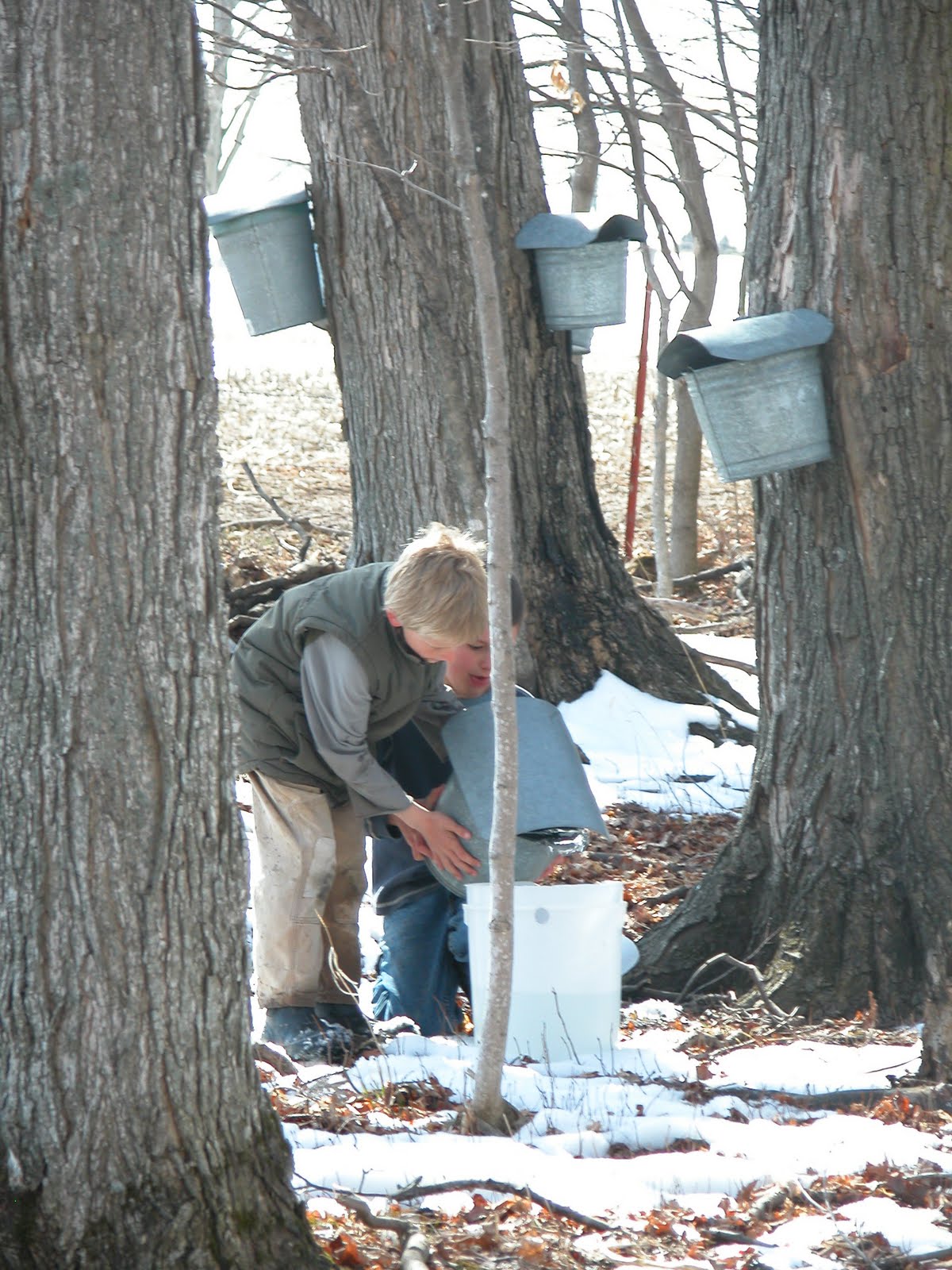 Little Flower Farm: Maple Sugaring