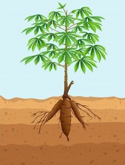 VIDÉO : PLANTES à TUBERCULES, Découvrez L'EXISTENCE, la DIFFÉRENCE et ...