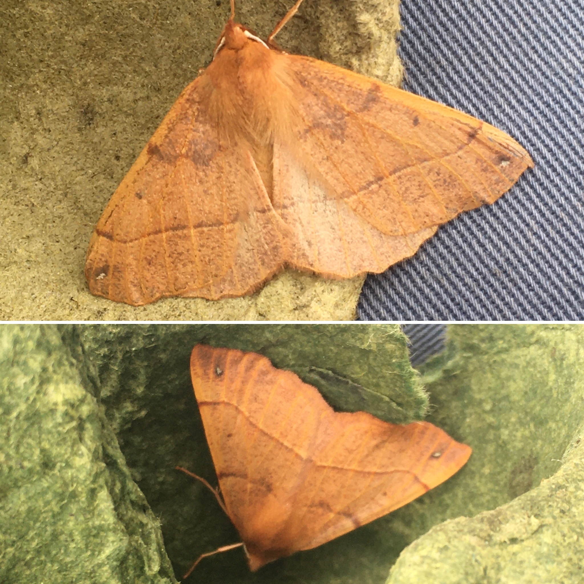 Martin's Moths: Scarcely scarce