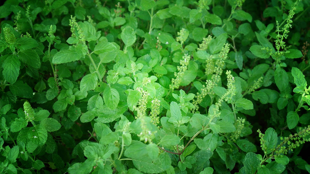 Legenda Daun Ruku-Ruku, Tanaman Tulasi Herba Tanpa Tanding