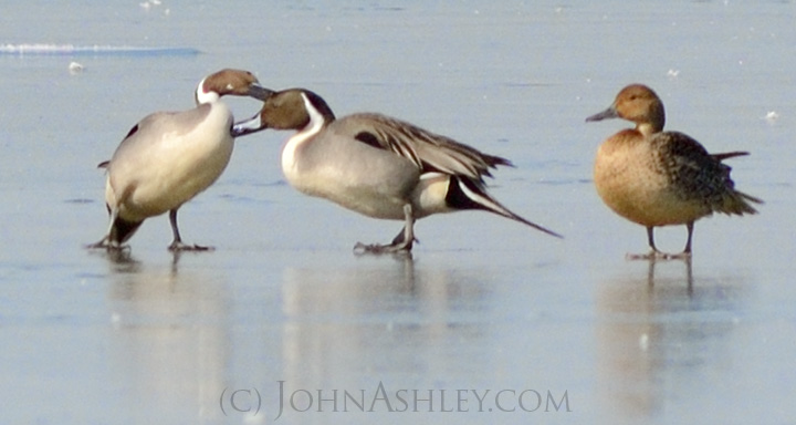 Wild and Free Montana: Northern Pintails: From Punk to Hunk to Studly Duck