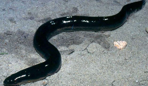 How to Catch and Prepare Eels