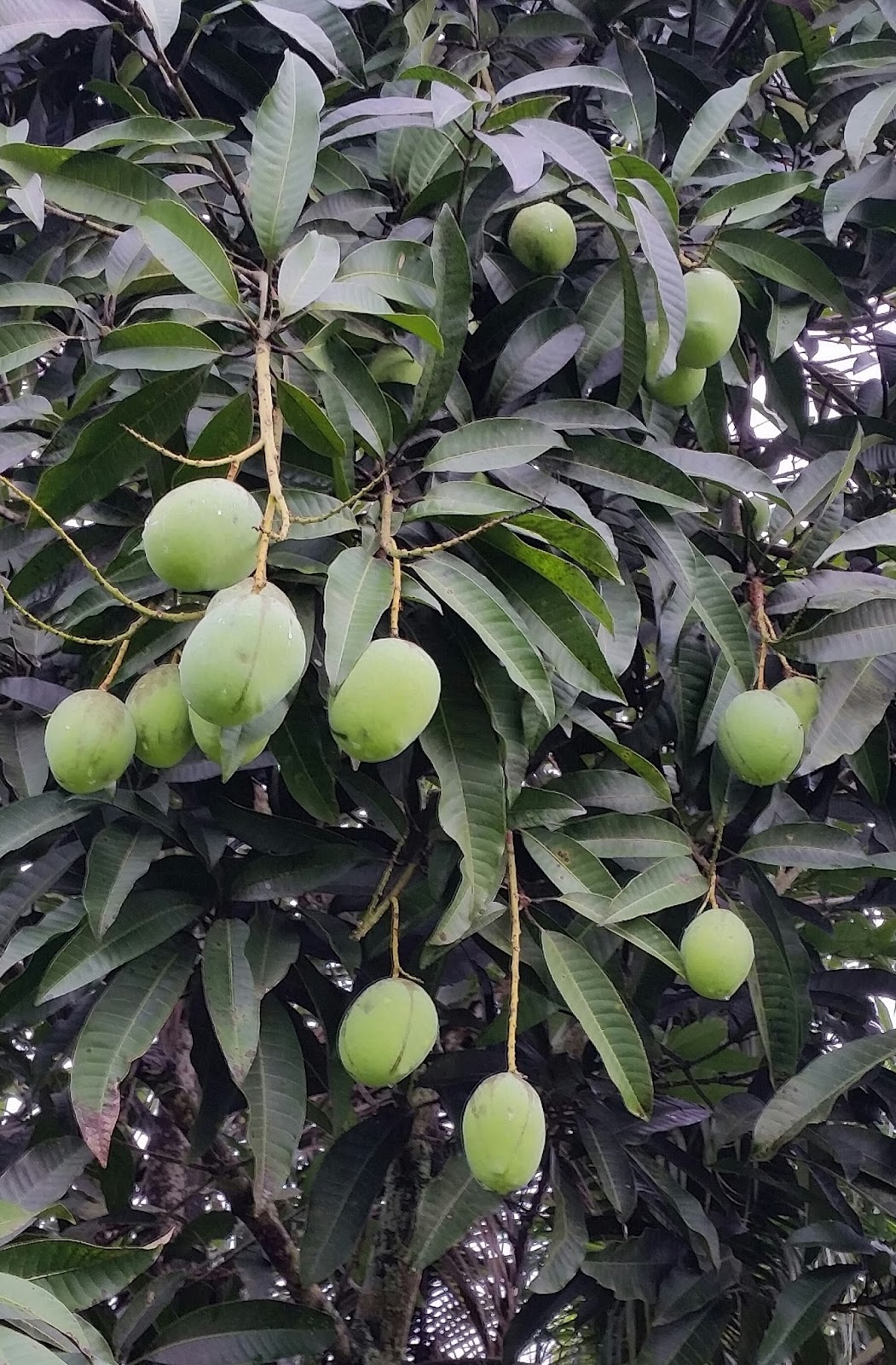 Warisan Petani: Buah Kuini