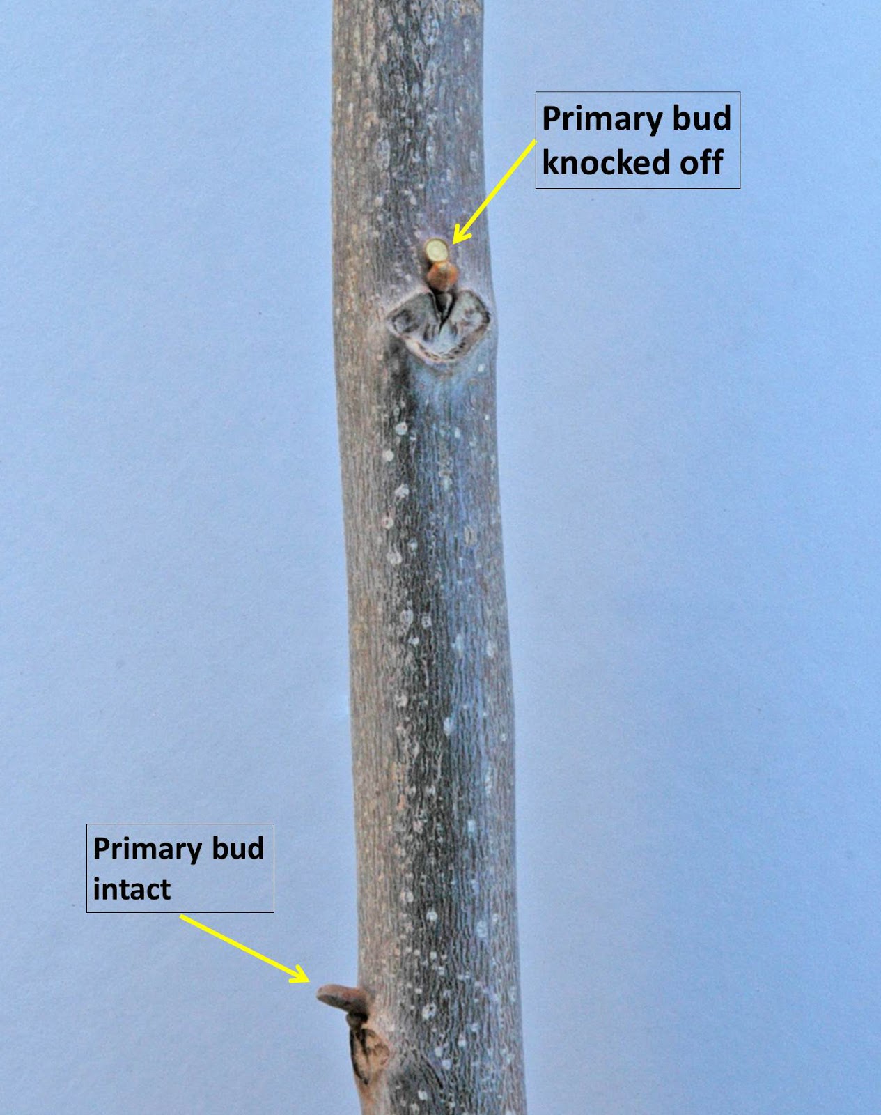 Northern Pecans: Tips for cutting pecan scionwood