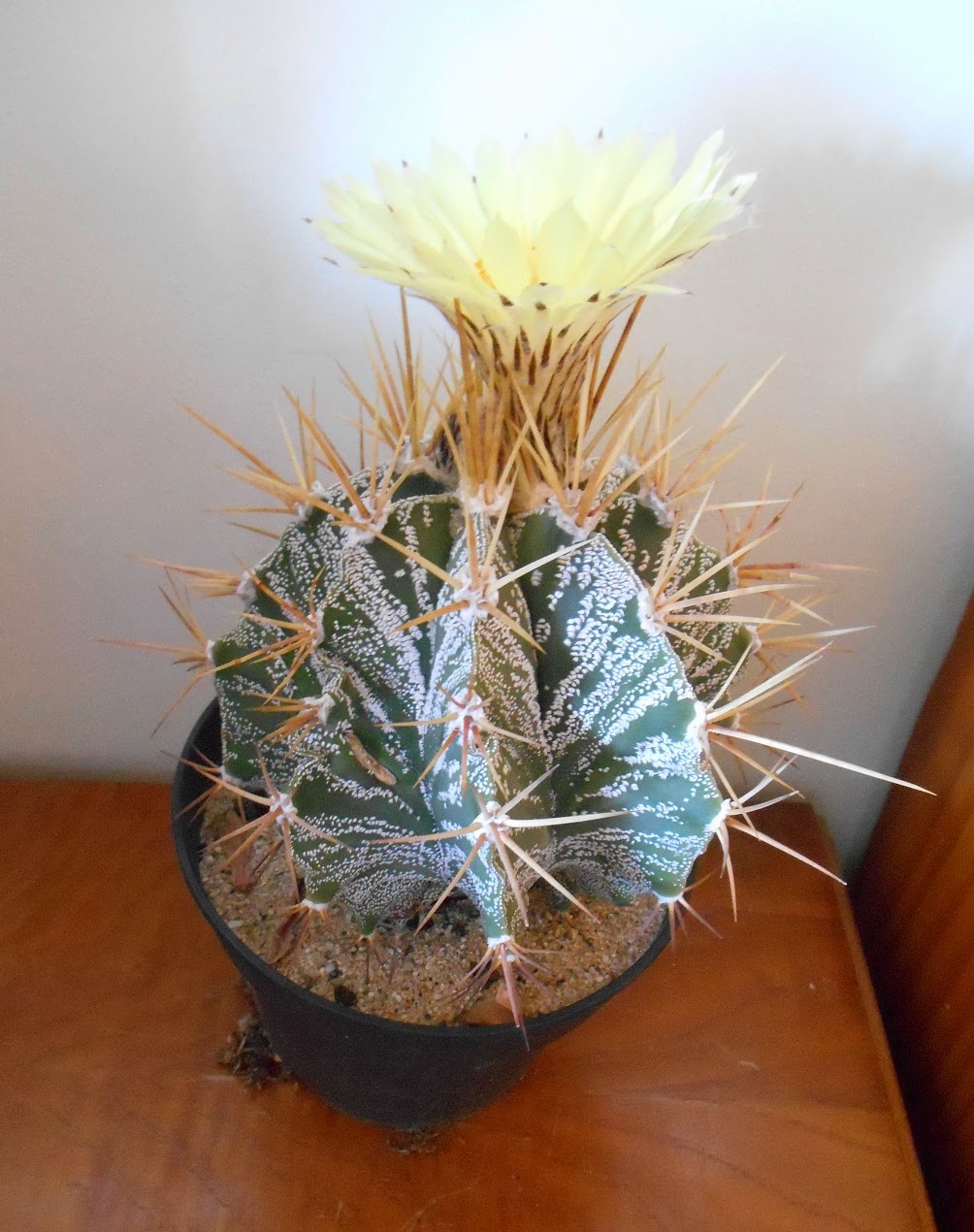 Plantas para hombres: Astrophytum ornatum, cactus estrella
