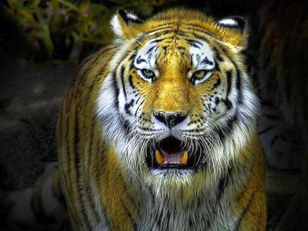 Блог вчителя історії Зорянського НВК Журавля М.М.: Методичний сайт ...