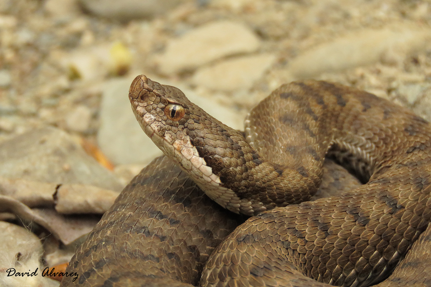 Naturaleza Cantábrica: Víboras mediterráneas (hocicuda y áspid), zonas ...
