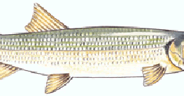 BICUDA - Laus Pesca