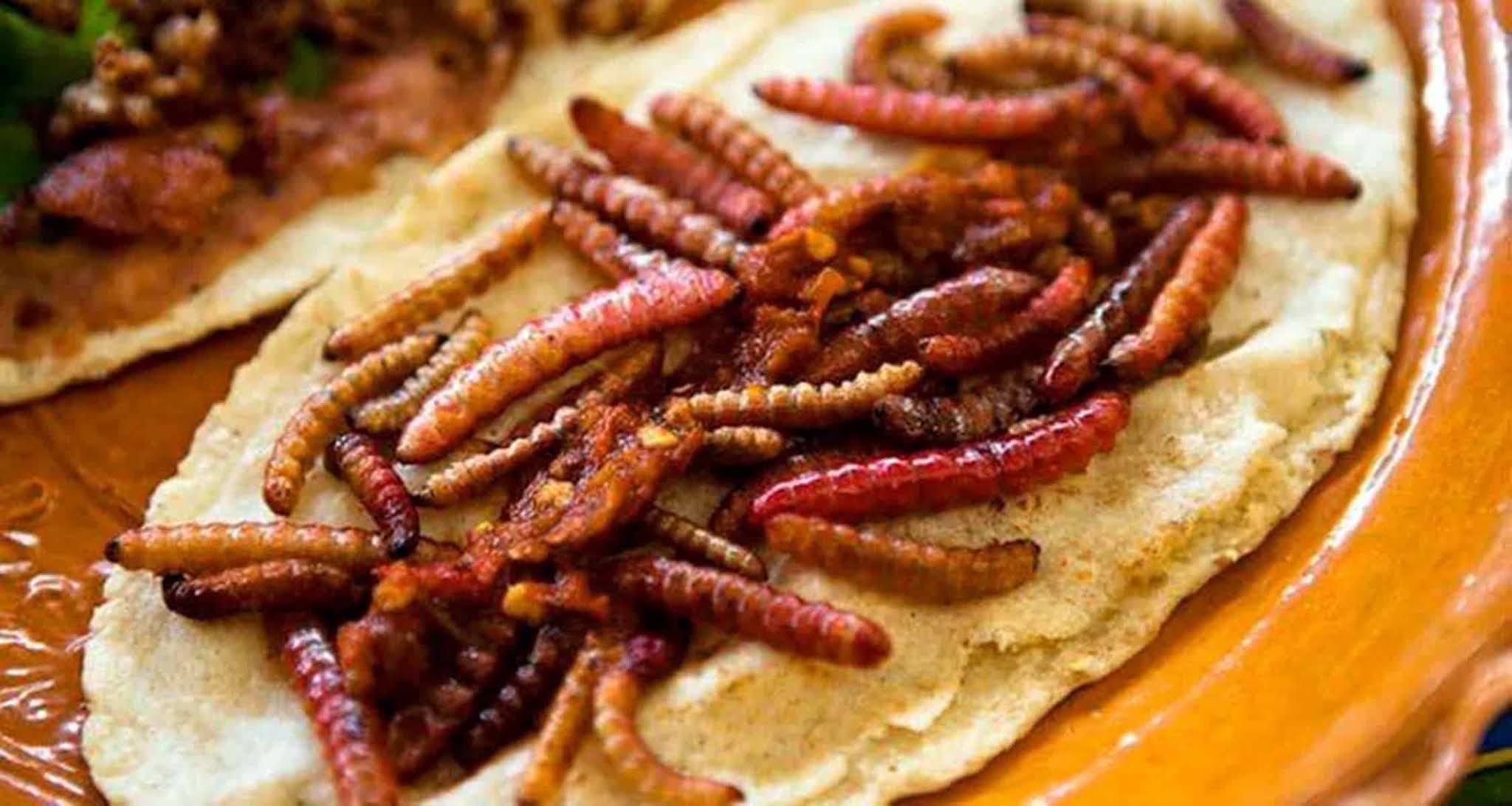 Conociendo México: Más allá de chapulines y jumiles: conoce más ...
