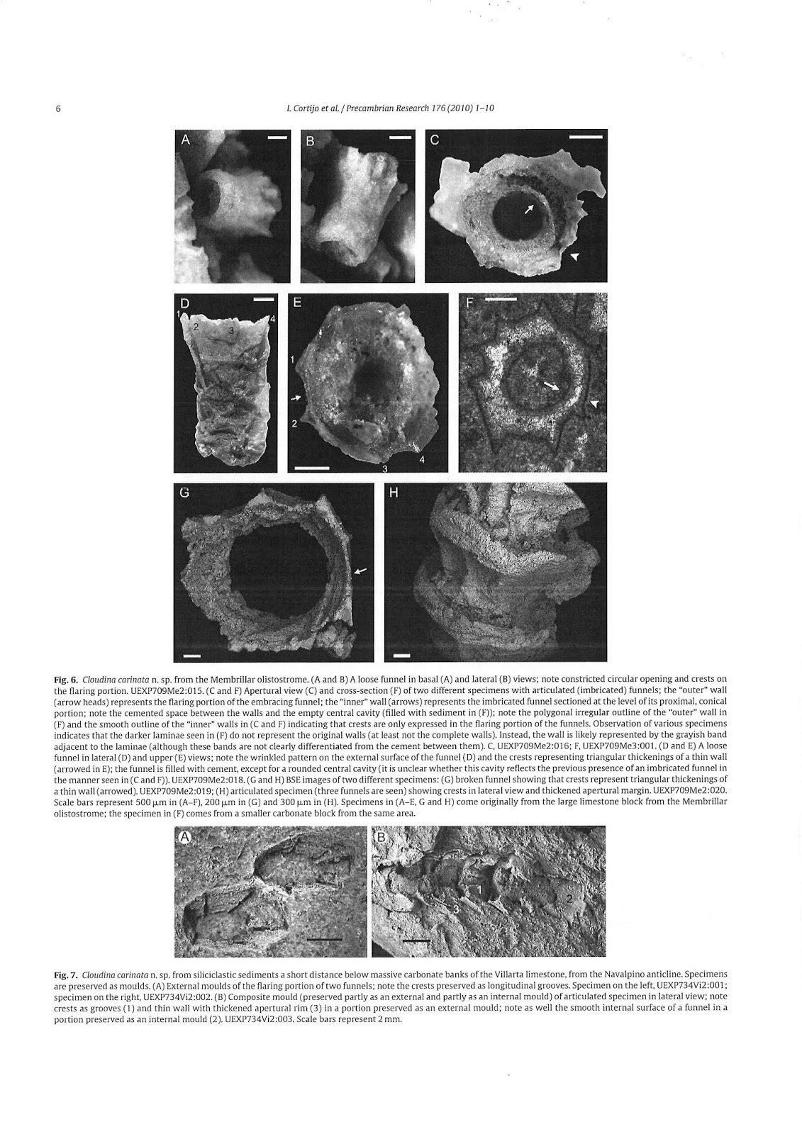 GEOLOGÍAS DE EXTREMADURA: "A new species of Cloudina from the terminal ...