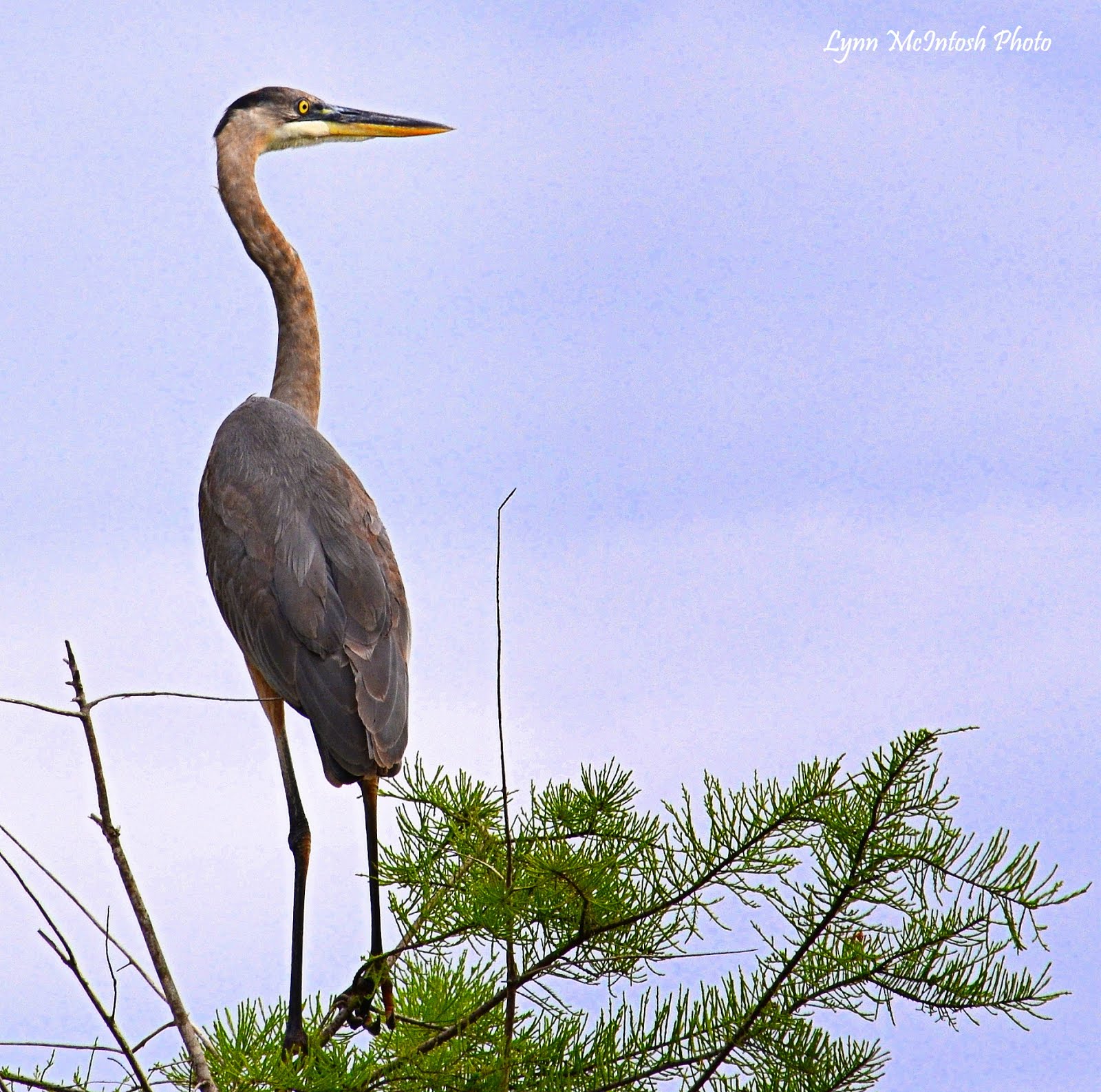 Southwest Florida Gardener: Passiflora