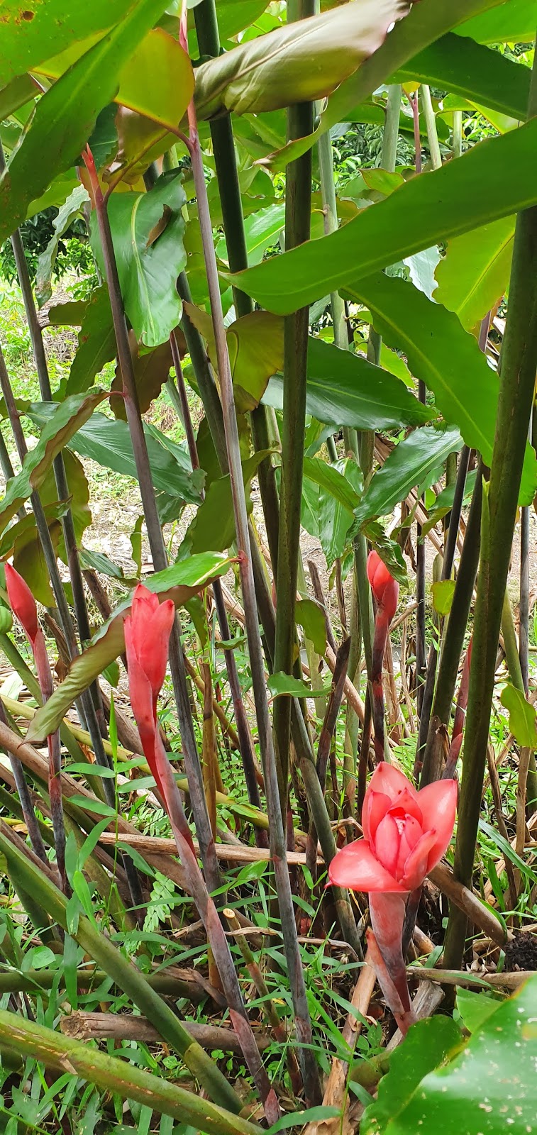 Warisan Petani: Membiakkan Tanaman Kantan Merah.