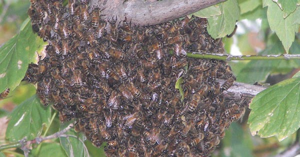 The Small Hold - Will Not Go Down Without a Fight: Two Strikes with ...