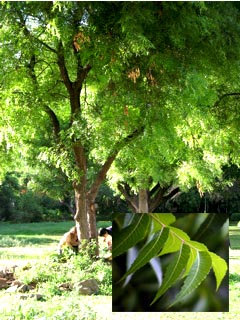 Tantra Varsha: The Wonder Tree - Neem or Margosa