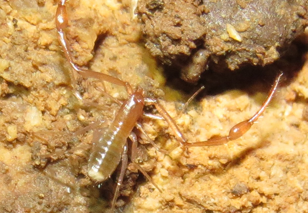 Species New to Science: [Arachnida • 2019] Typhloroncus guatemalensis ...