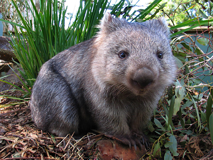 Wombat - Wild Life Planet