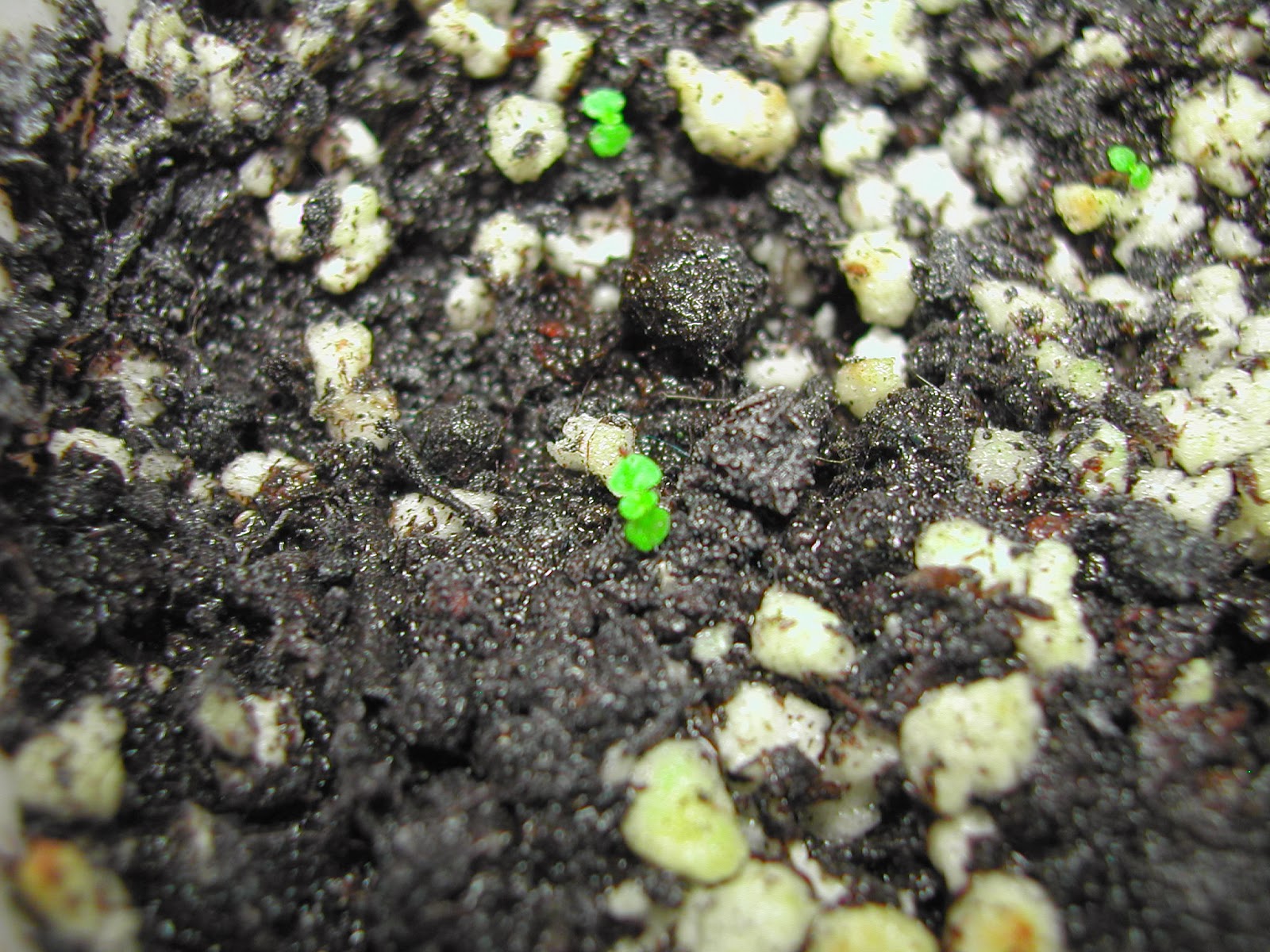 Wei-Kuang's Blog: Sinningia conspicua (from seeds to flowering)