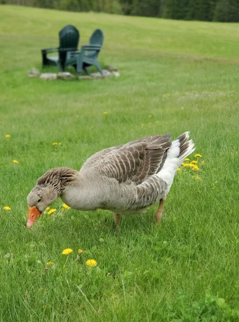 The Health Benefits of Dandelions for Chickens and Ducks - Fresh Eggs ...