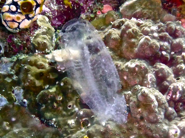Manado & Bunaken Island Life: Salp around Bunaken Island
