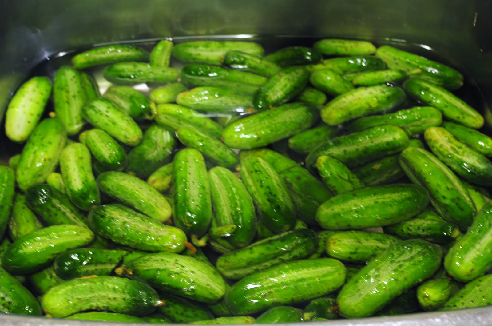 My Tiny Oven: Dill Pickles
