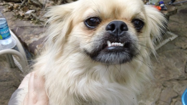 The Pretty Pekingese - Supporting Pekes & You Pekingese Rescue: Update ...