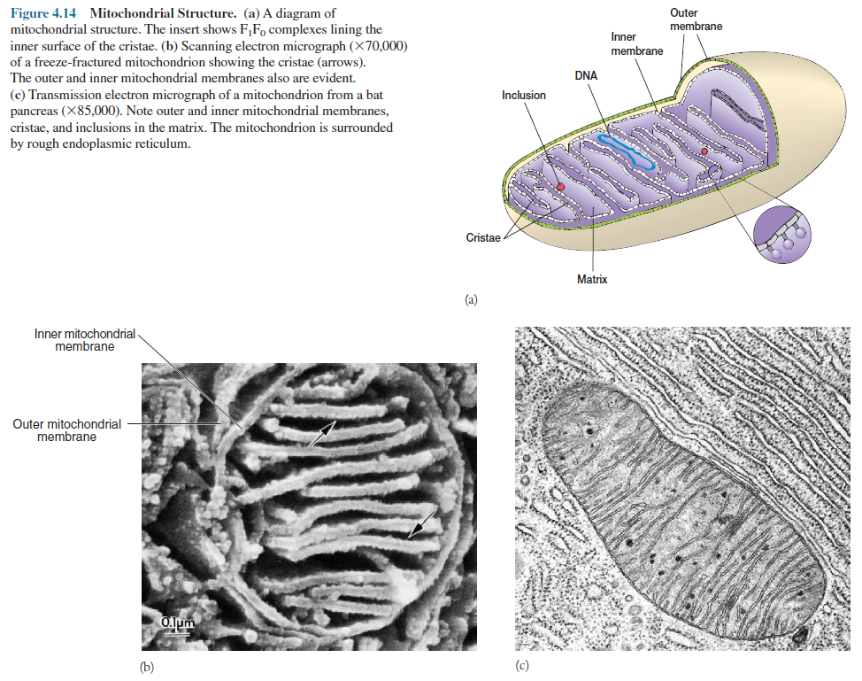 Microbiology Notes: Eucaryotic Cell Structure and Function