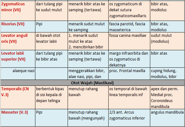 Real Science and Medical Info: Otot Wajah: Lokasi, Aksi, Origo, dan ...