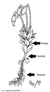 Ciências: As Briófitas