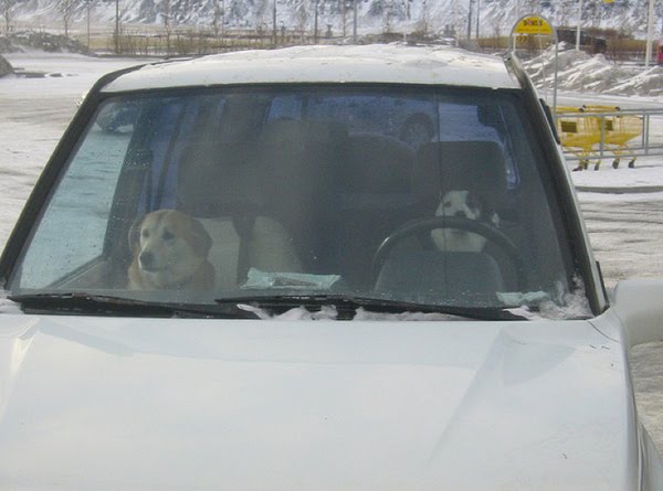 40 Cool dogs driving cars (40 pics) | Amazing Creatures