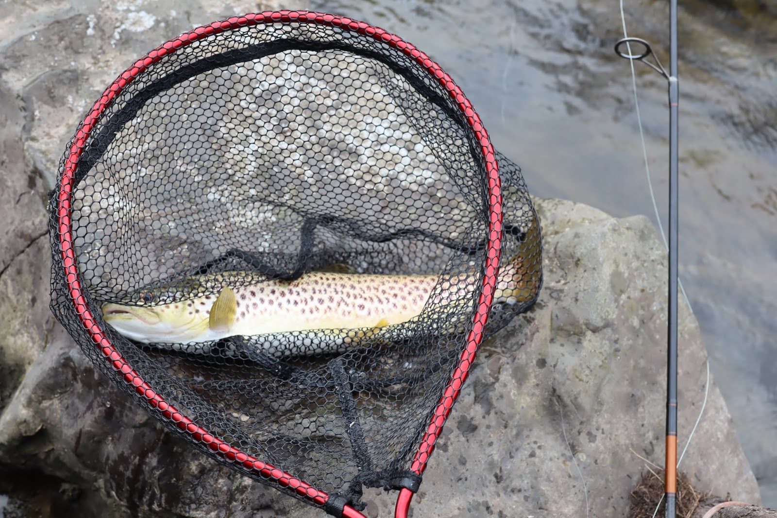 Pesca em Viana: Abertura às Trutas 2020