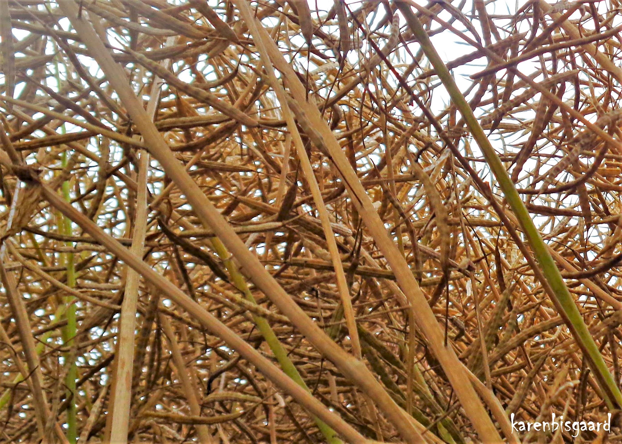 Karen`s Nature Photography: Ripe Rapeseed Crop Ready for Harvest.